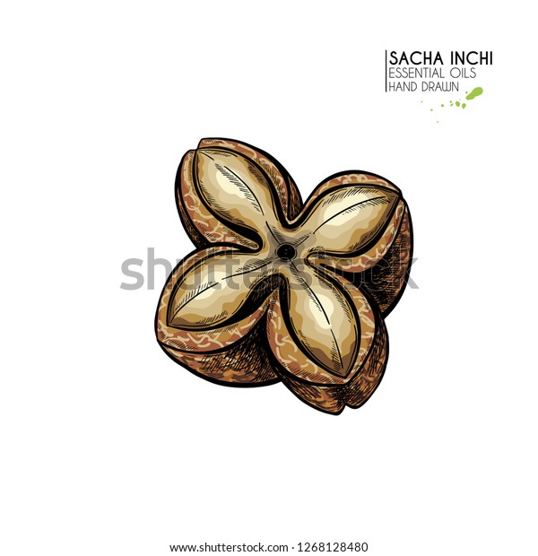 Hand drawn colored sacha inchi star capsula. Engraved vector ...