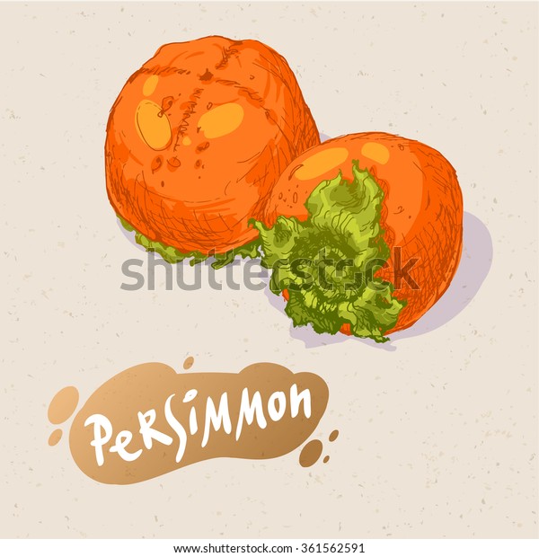 Hand Drawn Colored Sketch Persimmon On Stock Vector (Royalty Free ...