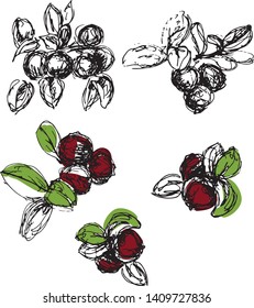 Hand Drawn Cranberries Vector Illustration Stock Vector (Royalty Free ...