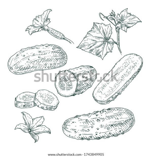 Hand Drawn Cucumber Set Sketches Cut Stock Vector (Royalty Free ...