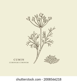 Hand Drawn Cumin Botanical Illustration Stock Vector (Royalty Free ...
