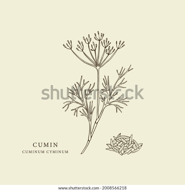 Hand Drawn Cumin Botanical Illustration Stock Vector (Royalty Free ...