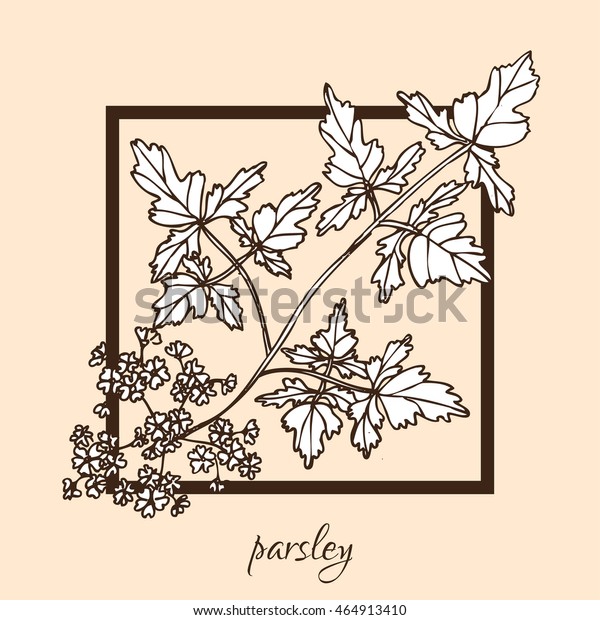 Hand Drawn Decorative Parsley Design Element Stock Vector (Royalty Free ...