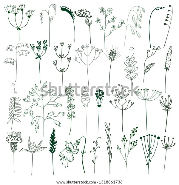 Hand Drawn Doodle Herbs Set Vector : image vectorielle de stock (libre ...