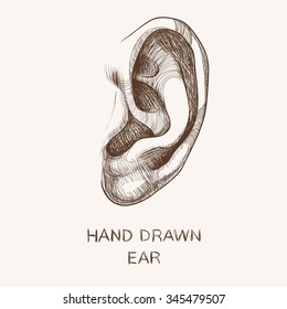 Ear hand drawn 44,799 รายการ ภาพ ภาพสต็อกและเวกเตอร์ | Shutterstock