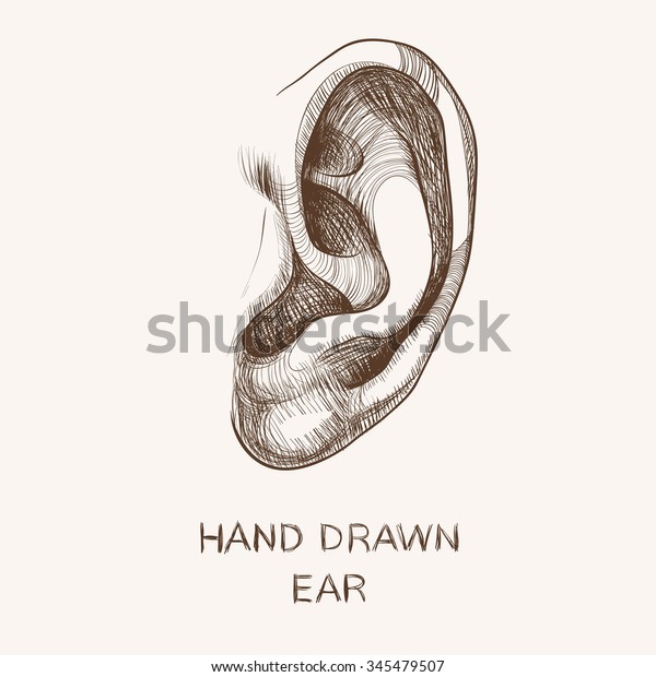 Hand Drawn Ear Isolated On White Stock Vector (Royalty Free) 345479507