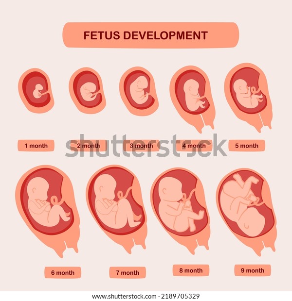 Hand Drawn Fetus Development Infographic Stock Vector (Royalty Free ...
