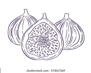 2,537 Fig outline Stock Illustrations, Images & Vectors | Shutterstock