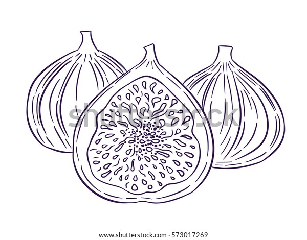 Hand Drawn Figs Isolated On White Stok Vektör (Telifsiz) 573017269