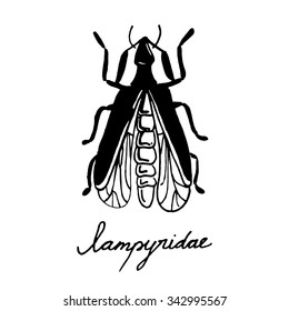 Hand Drawn Firefly Vector Doodle Stock Vector (Royalty Free) 342995567