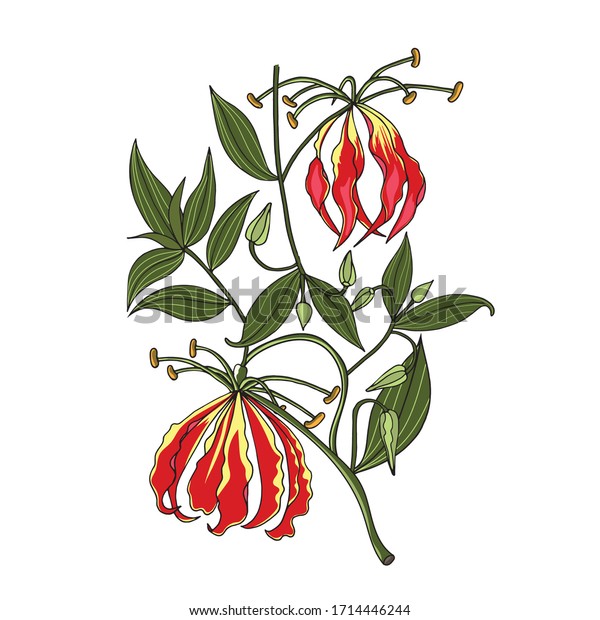 Hand Drawn Floral Element Flame Lily Stock Vector (Royalty Free ...