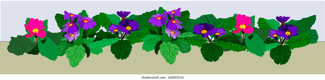 Hand Drawn Flower Border Primrose Vector Stock Vector (Royalty Free ...