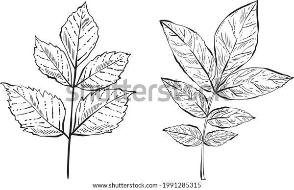 Hand Drawn Forest Leaves Black White Stock Vector (Royalty Free ...