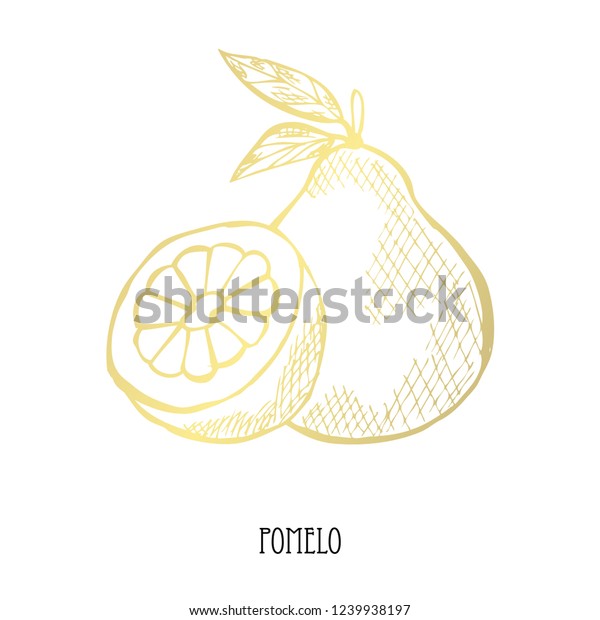Hand Drawn Golden Pomelo Design Element Stock Vector (Royalty Free ...