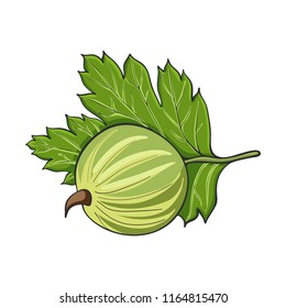 Hand Drawn Gooseberry Vector Stock Vector (Royalty Free) 1164815470 ...