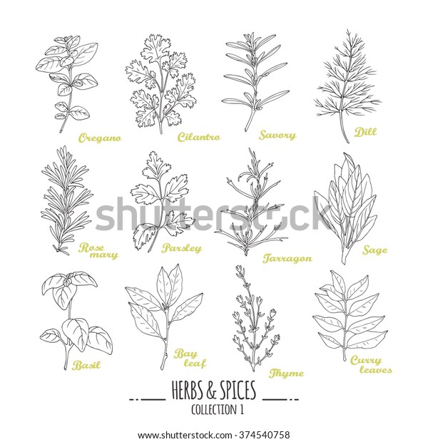 Hand Drawn Herbs Spices Collection Outline Stock Vector (Royalty Free ...