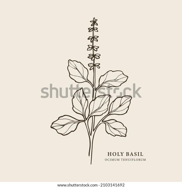 Hand Drawn Holy Basil Tulsi Plant: เวกเตอร์สต็อก (ปลอดค่าลิขสิทธิ์ ...