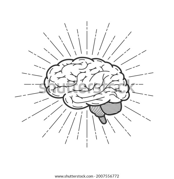Hand Drawn Human Brain Sunburst Anatomically Stock Vector (Royalty Free ...