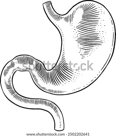 Human Stomach Drawing | Free download on ClipArtMag
