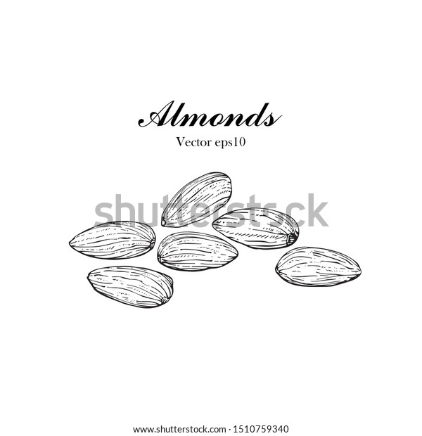 Hand Drawn Illustration Almond Seeds Logo Stock Vector Royalty Free