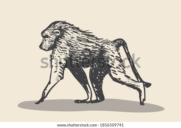 Hand Drawn Illustration Baboon Stock Vector (Royalty Free) 1856509741 ...