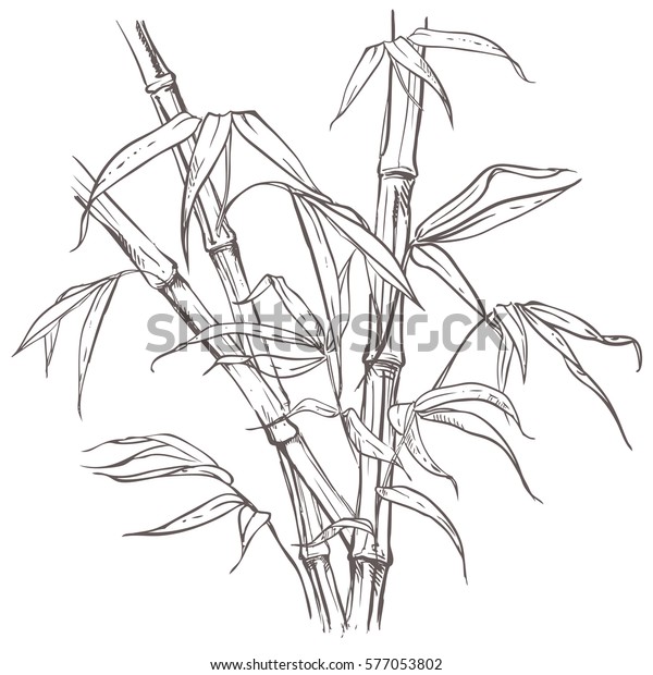 Hand Drawn Illustration Bamboo Stalk Leaves Stock Vector (Royalty Free ...