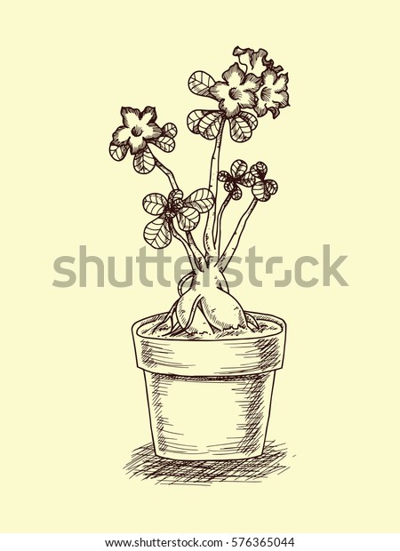Hand Drawn Illustration Desert Rose Pot Stock Vector (Royalty Free ...