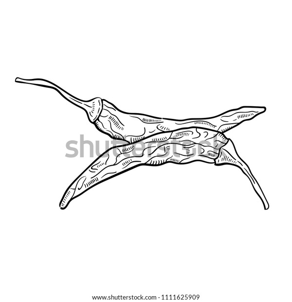 Hand Drawn Illustration Dried Chilli Stock Vector (Royalty Free) 1111625909