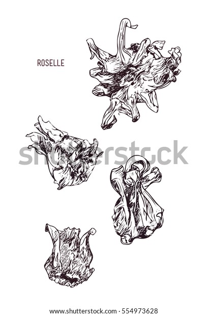 Hand Drawn Illustration Dry Roselle Flower Stock Vector (Royalty Free ...