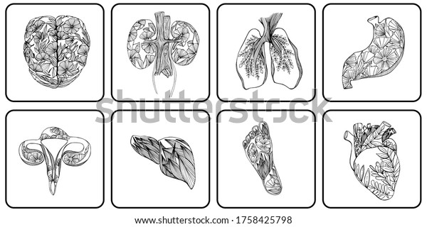 Hand drawn illustration of human organs. Medical photos. Human anatomy ...