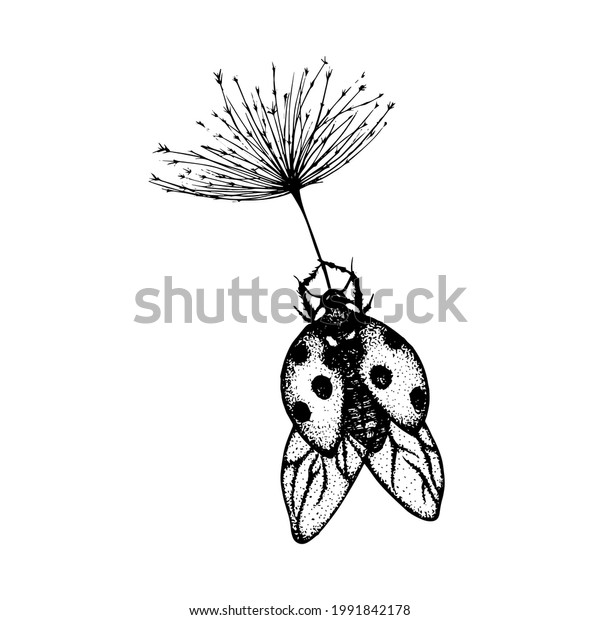 Hand Drawn Illustration Lady Bug Floating Stock Vector (Royalty Free ...