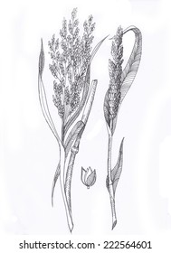 1,116 Millet drawing Images, Stock Photos & Vectors | Shutterstock
