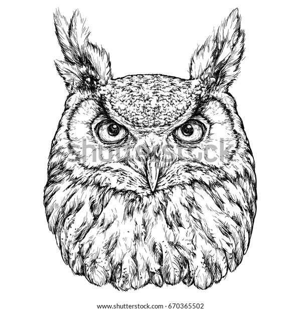 Hand Drawn Illustration Owl Vector Illustration Stock Vector (Royalty ...