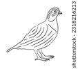Quail Photos, Images & Pictures | Shutterstock