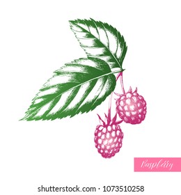 Vintage Strawberry Color Illustration On White: стоковая векторная ...