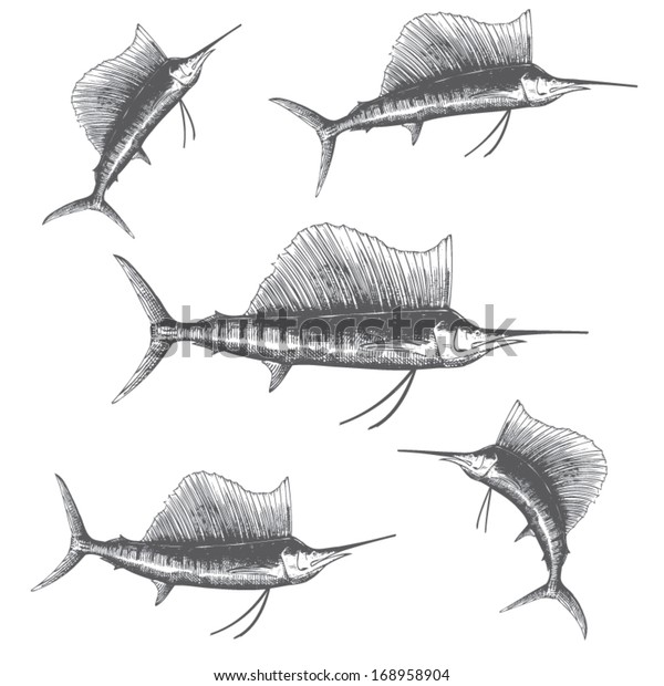 Hand Drawn Illustration Sailfish Stock Vector (Royalty Free) 168958904 ...