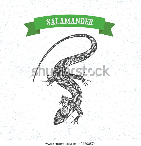 Hand Drawn Illustration Salamander Line Art Stock Vector (Royalty Free ...