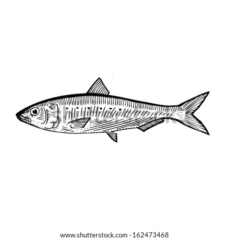 Hand Drawn Illustration Sardine Stock Vector (Royalty Free) 162473468 ...
