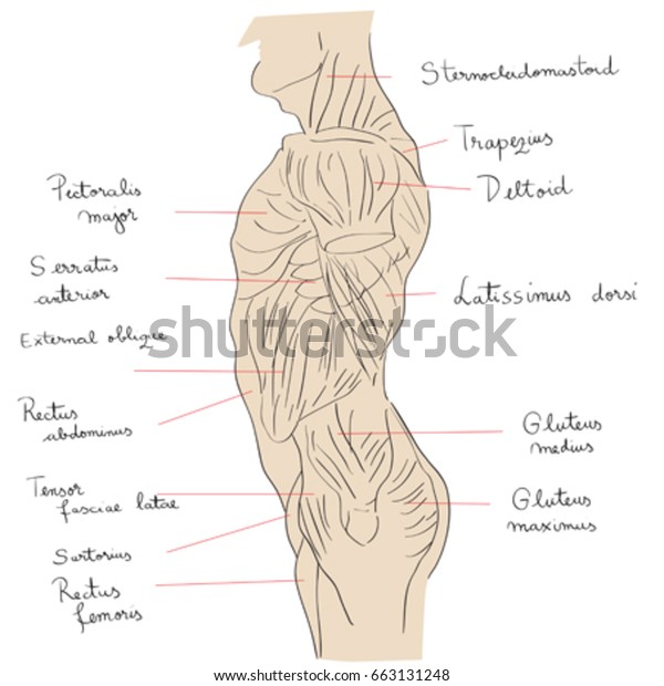 Hand Drawn Illustration Torso Muscles Isolated Stock Vector (Royalty ...