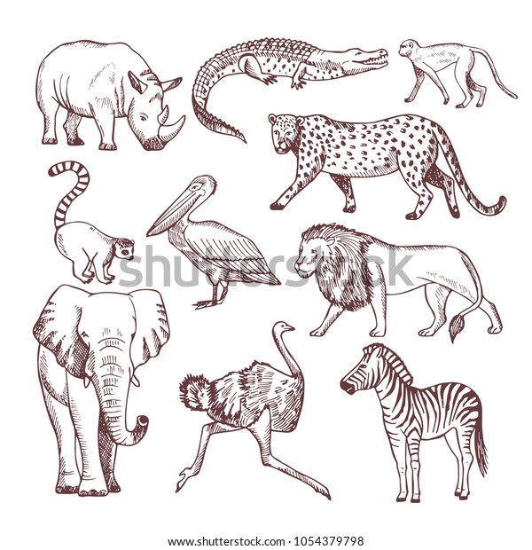 Hand drawn illustrations of african animals. Vector animal african ...