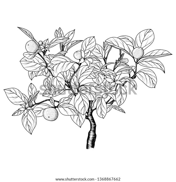 Hand Drawn Image Orange Tangerine Tree 스톡 벡터(로열티 프리) 1368867662