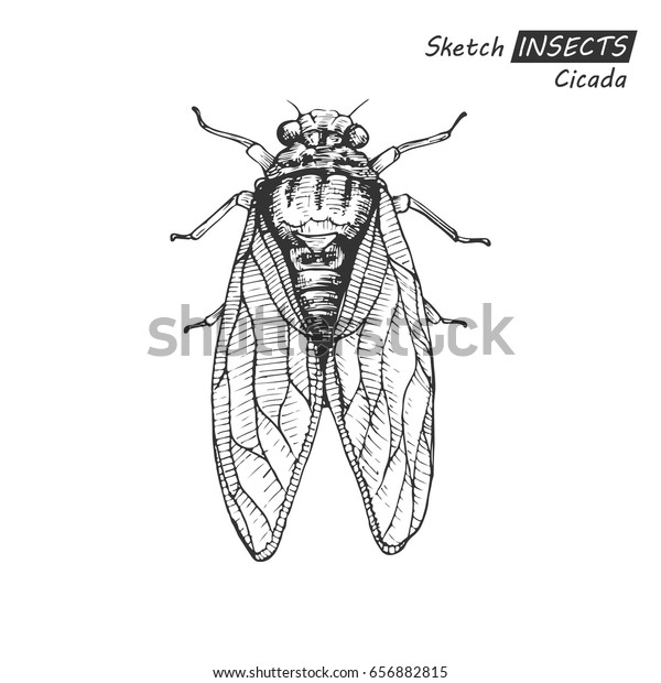 Hand Drawn Ink Sketch Cicada Isolated Stock Vector (Royalty Free ...