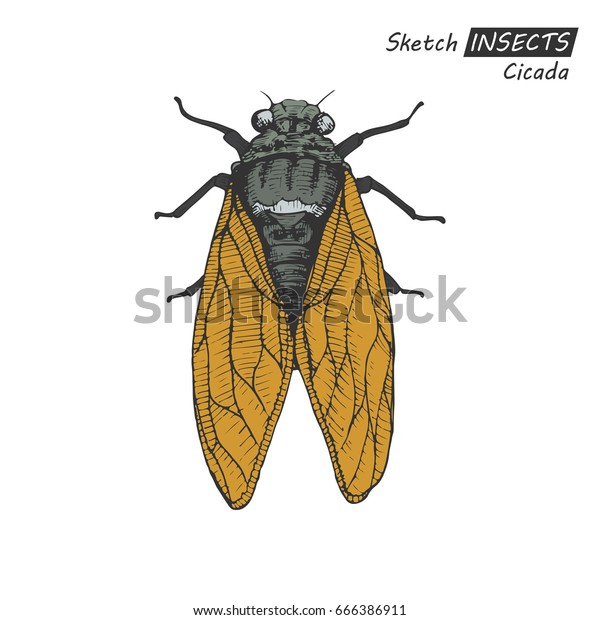 Hand Drawn Ink Sketch Cicada Isolated Stock Vector (Royalty Free ...