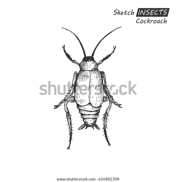 Hand Drawn Ink Sketch Cockroach Isolated Stock Vector (Royalty Free ...