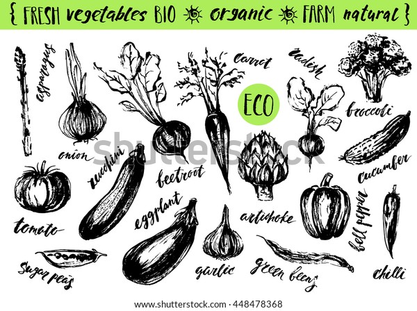 Hand Drawn Ink Sketch Vegetable Drawings 库存矢量图（免版税）448478368