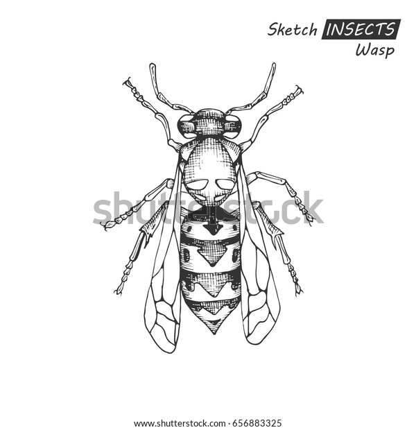 Hand Drawn Ink Sketch Wasp Isolated Stock Vector (Royalty Free ...