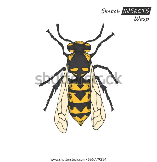 Hand Drawn Ink Sketch Wasp Isolated Stock Vector (Royalty Free) 665779234