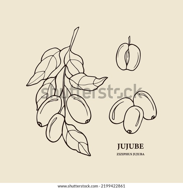 Hand Drawn Jujube Tree Illustration Stock Vector (Royalty Free ...