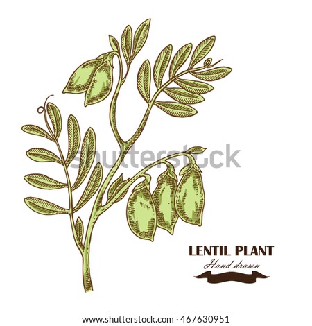 Hand Drawn Lentil Plant Vector Illustration Stock Vector (Royalty Free ...