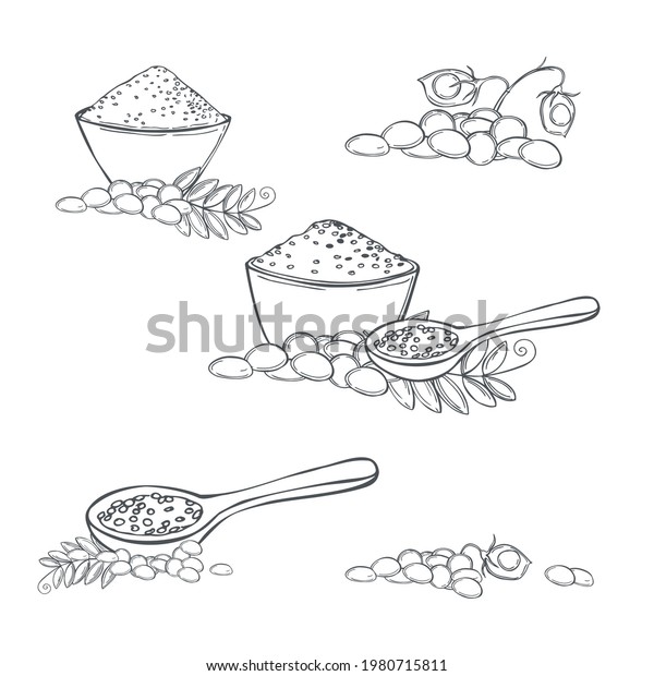 Hand Drawn Lentil Plant Vector Sketch Stock Vector (Royalty Free ...